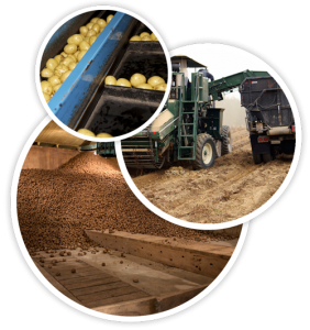 Potato Distributors | Bushmans' Inc.